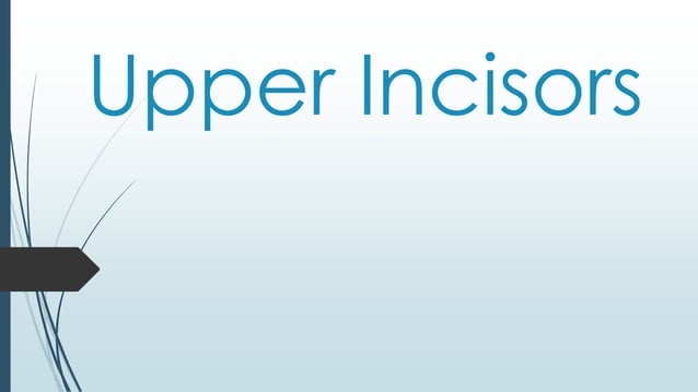 2 maxillary 1st incisor | PPT