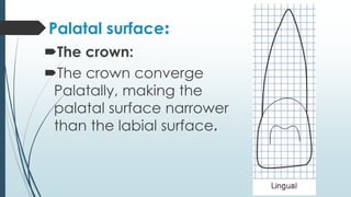 2 maxillary 1st incisor | PDF