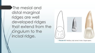 2 maxillary 1st incisor | PDF
