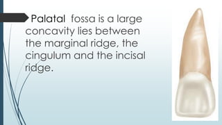 2 maxillary 1st incisor | PDF