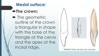 2 maxillary 1st incisor | PDF
