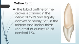 2 maxillary 1st incisor | PDF