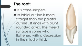 2 maxillary 1st incisor | PDF