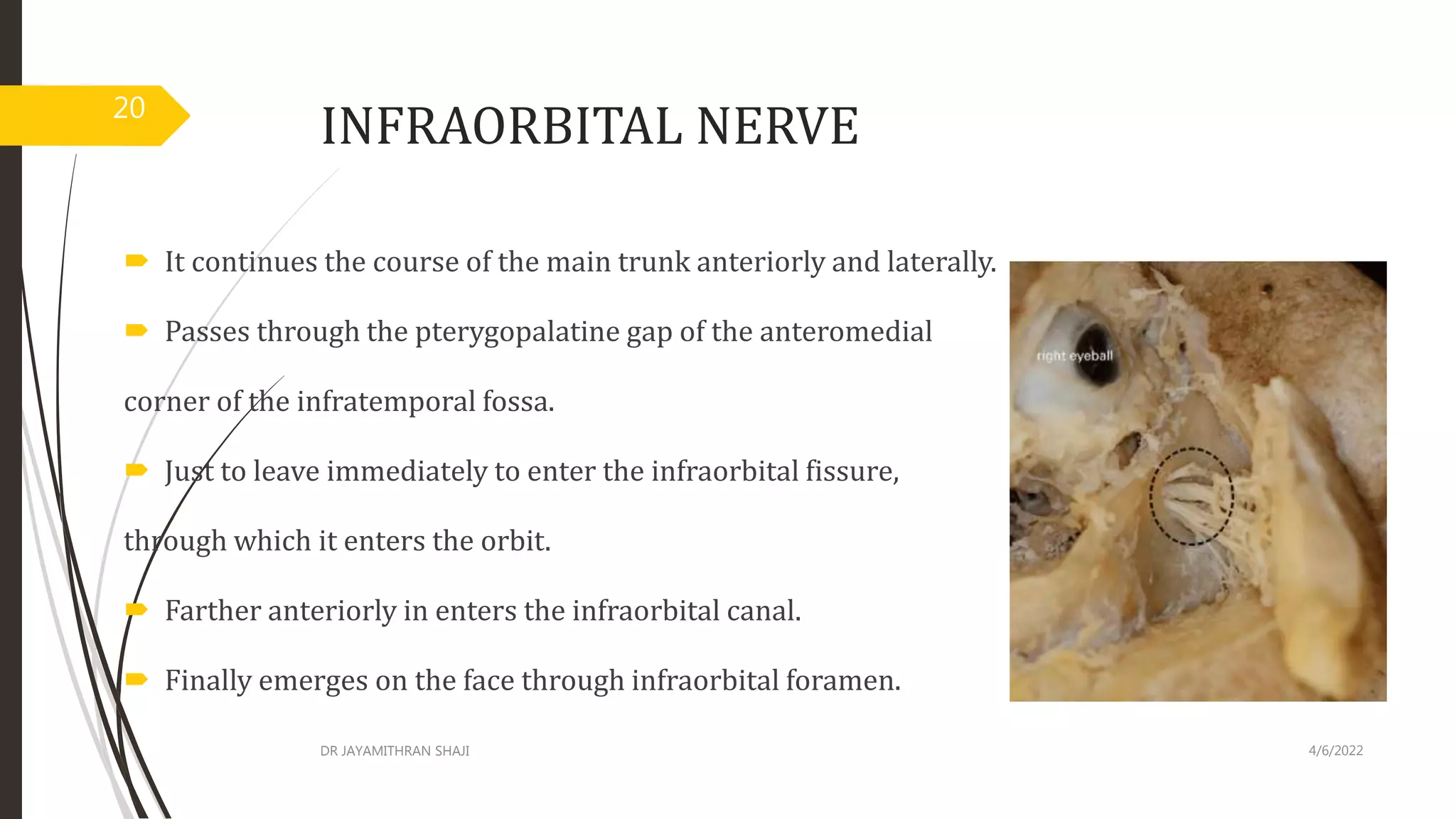 Maxillary nerve | PPTX