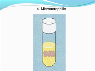 media microbial culture | PPT