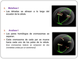 Meiosis | PPTX