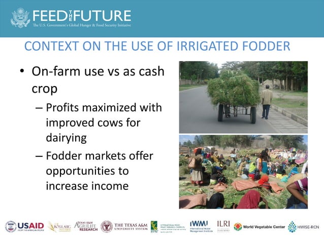 Potentials for and benefits from irrigated fodder: highlights from the ...