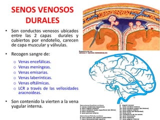 Anatomía de las Meninges | PPTX