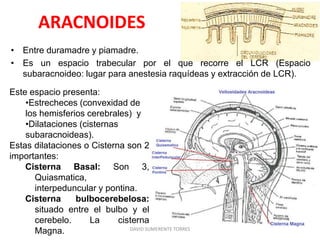 Anatomía de las Meninges | PPTX