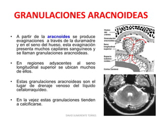 Histología De Las Granulaciones Aracnoideas