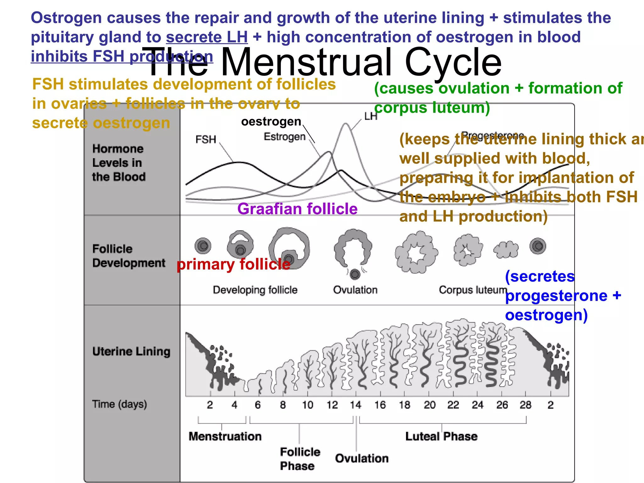 Chapter 17 Reproduction in Humans Lesson 2 - The Menstrual Cycle | PPT