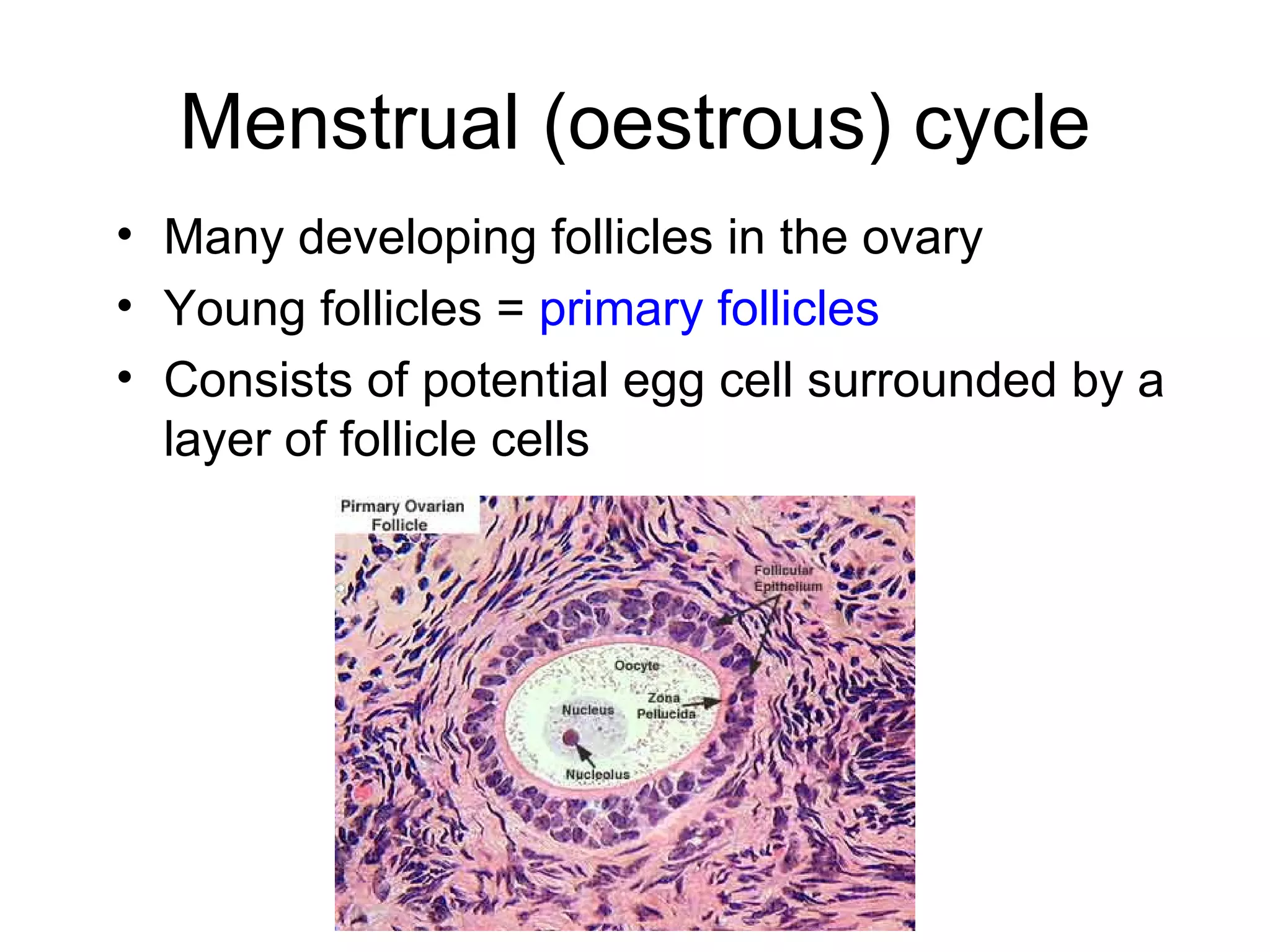 Chapter 17 Reproduction in Humans Lesson 2 - The Menstrual Cycle | PPT