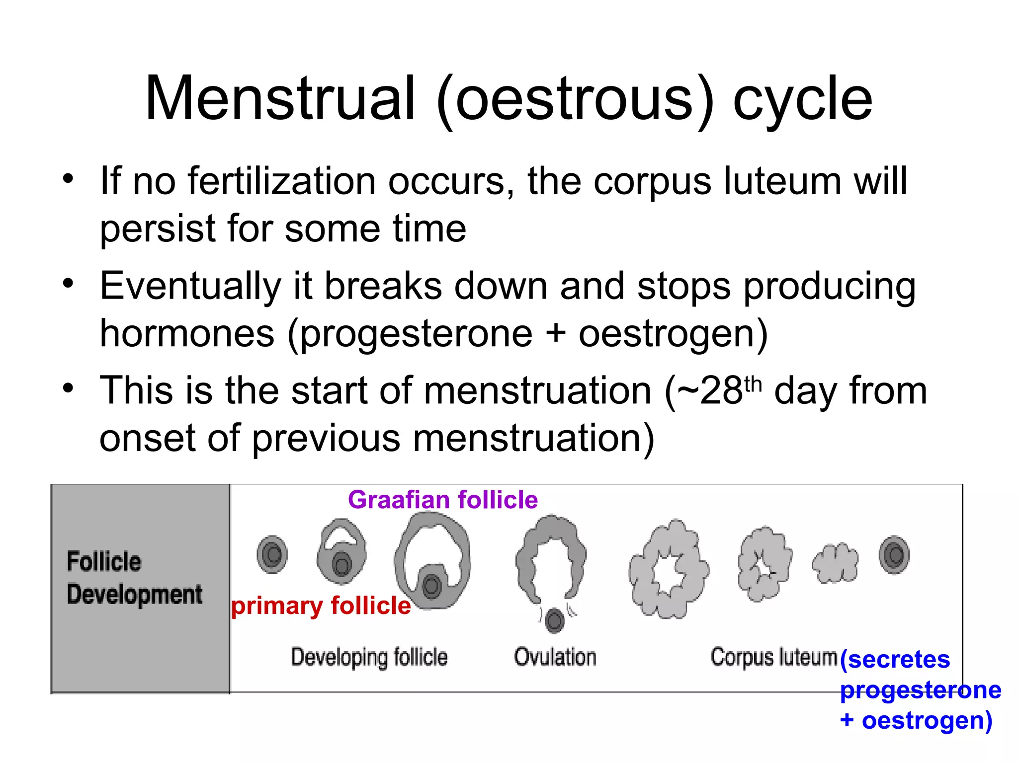 Chapter 17 Reproduction in Humans Lesson 2 - The Menstrual Cycle | PPT