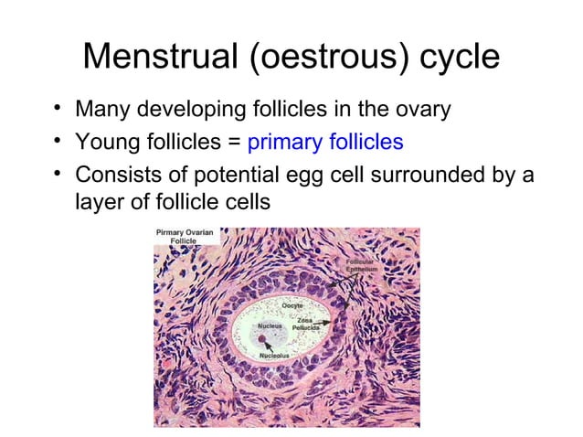 Chapter 17 Reproduction in Humans Lesson 2 - The Menstrual Cycle | PPT