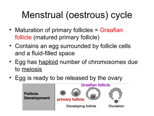 Chapter 17 Reproduction in Humans Lesson 2 - The Menstrual Cycle | PPT