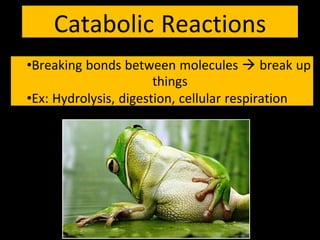 2 metabolism basics.277163840 | PPT