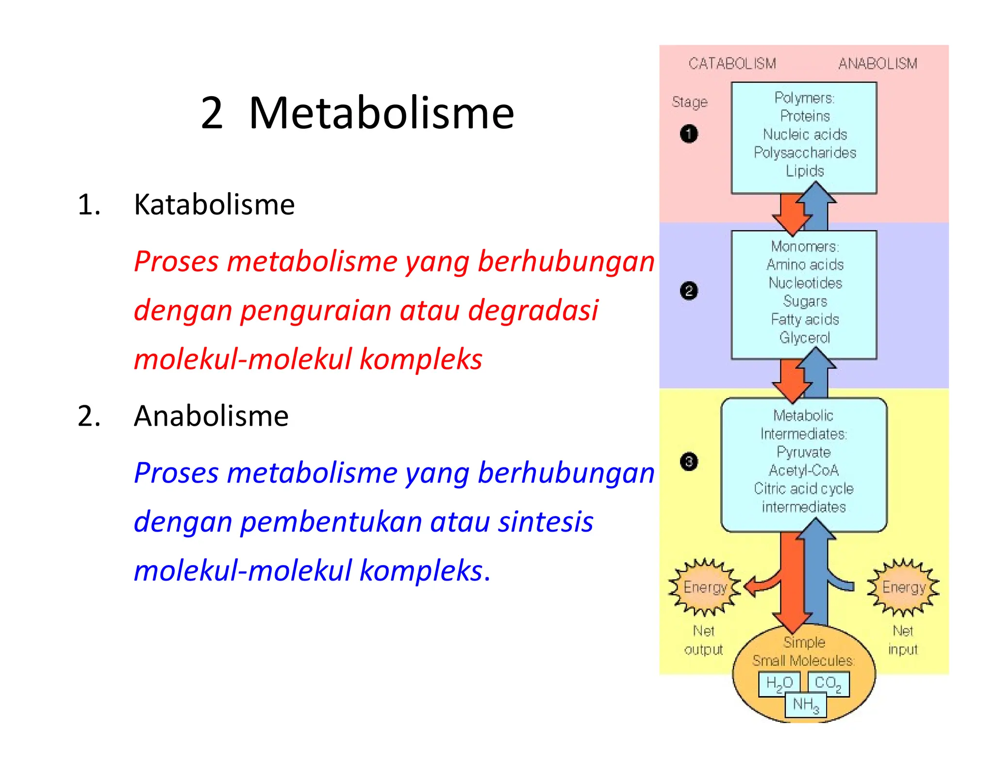 2_Metabolisme, anabolisme, katabolisme, manajemen energi sel | PPT