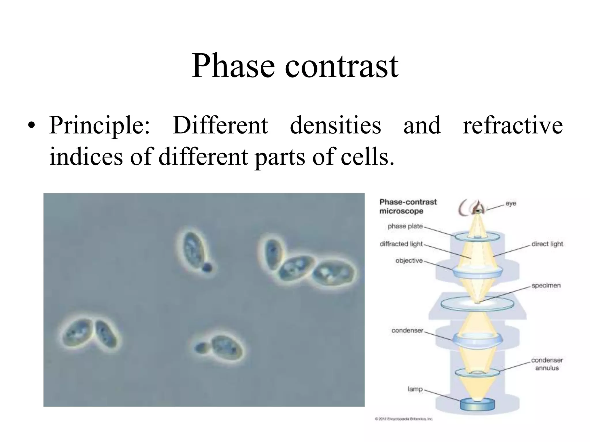 Microscopic techniques | PPT