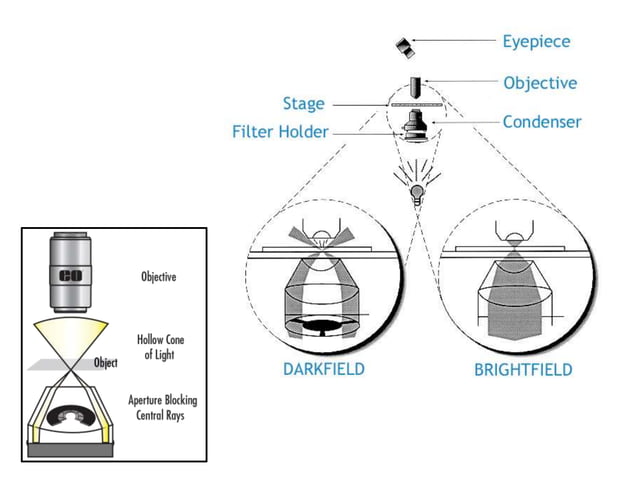 Microscopic techniques | PPT | Physics | Science