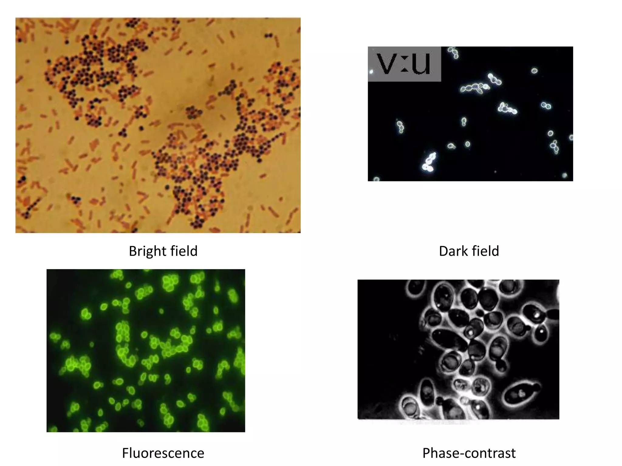 2 Microscopy and staining.pptx