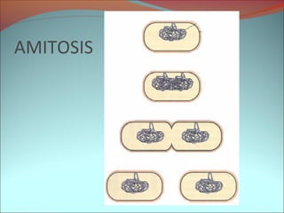 2 mitosis & meiosis | PPT
