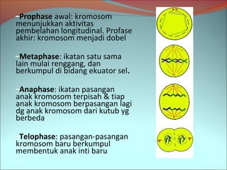 2 mitosis & meiosis | PPT