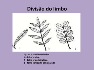 2 morfologia externa de plantas vasculares | PPTX