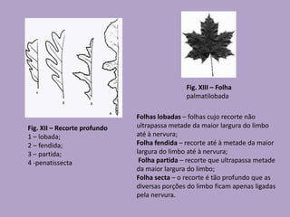 2 morfologia externa de plantas vasculares | PPTX
