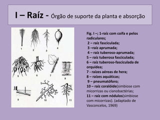 2 morfologia externa de plantas vasculares | PPTX