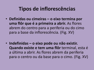 2 morfologia externa de plantas vasculares | PPTX
