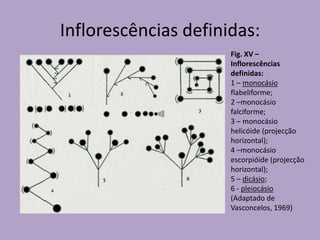 2 morfologia externa de plantas vasculares | PPTX