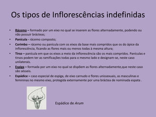 2 morfologia externa de plantas vasculares | PPTX
