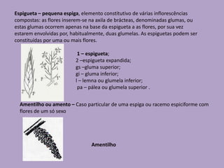 2 morfologia externa de plantas vasculares | PPTX