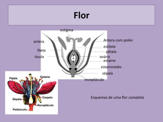 2 morfologia externa de plantas vasculares | PPTX