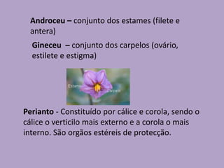 2 morfologia externa de plantas vasculares | PPTX