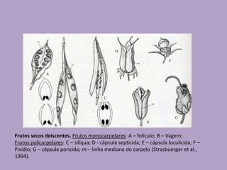 2 morfologia externa de plantas vasculares | PPTX