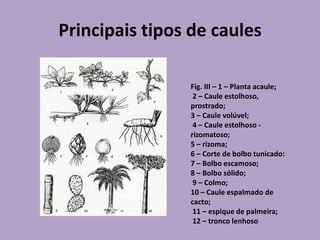 2 morfologia externa de plantas vasculares | PPTX