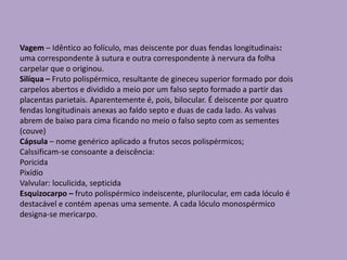 2 morfologia externa de plantas vasculares | PPTX