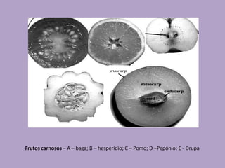 2 morfologia externa de plantas vasculares | PPTX
