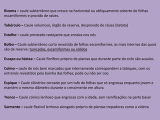 2 morfologia externa de plantas vasculares | PPTX