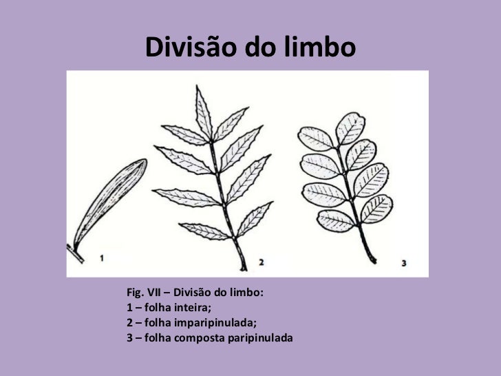 2 morfologia externa de plantas vasculares