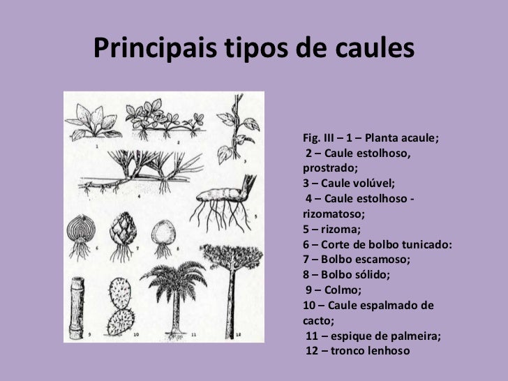 2 morfologia externa de plantas vasculares