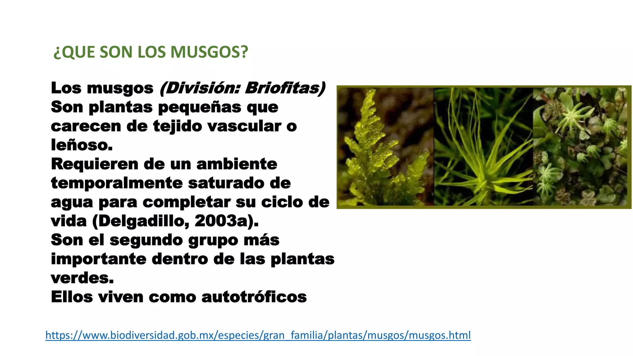 2 morfologia musgos | PPTX