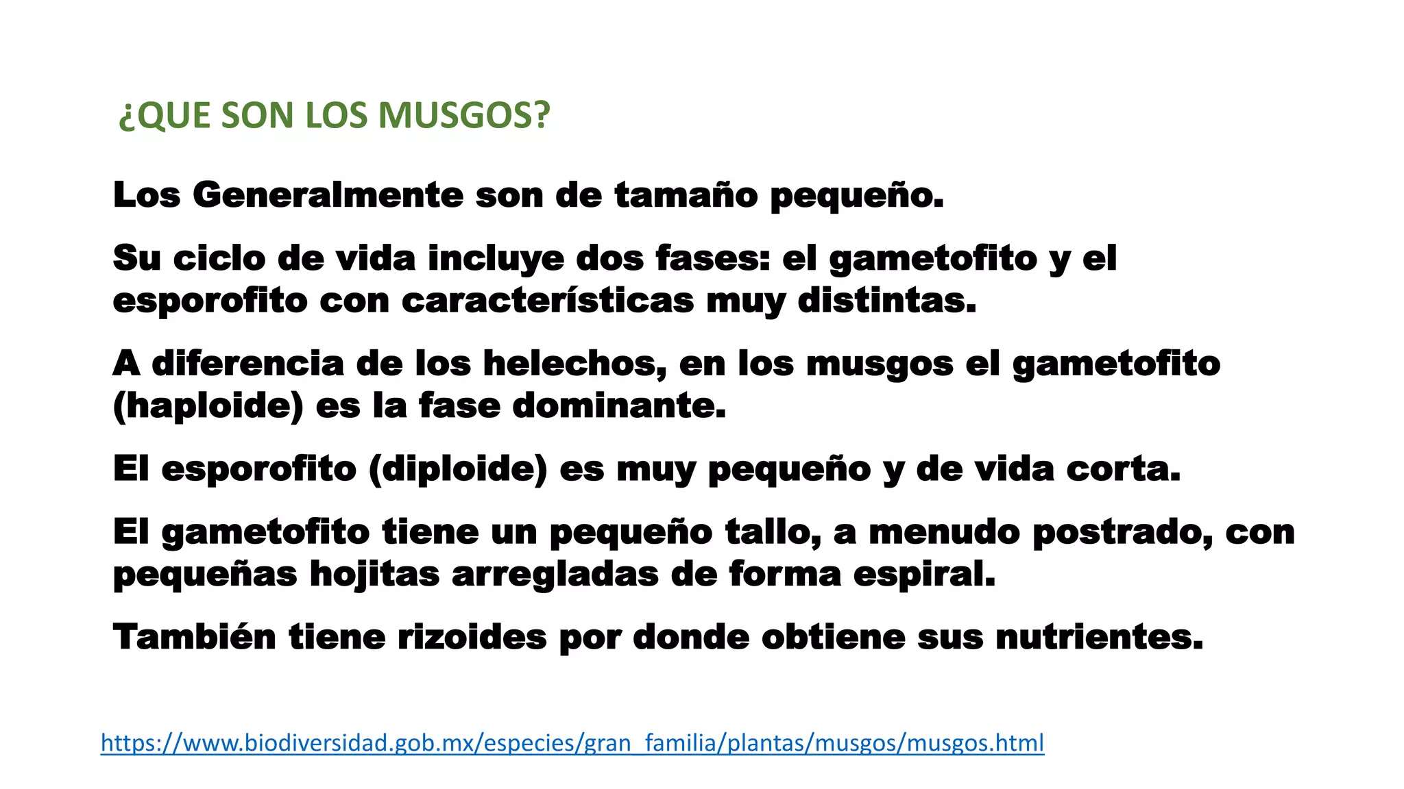 2 morfologia musgos | PPTX