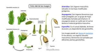 2 morfologia musgos | PPTX