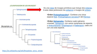 2 morfologia musgos | PPTX