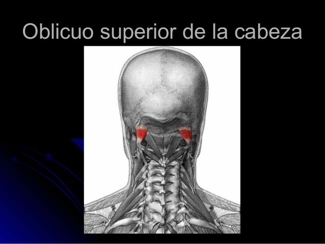 2 músculos del cuello