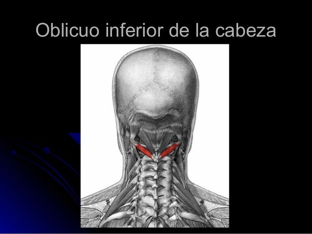 2 músculos del cuello