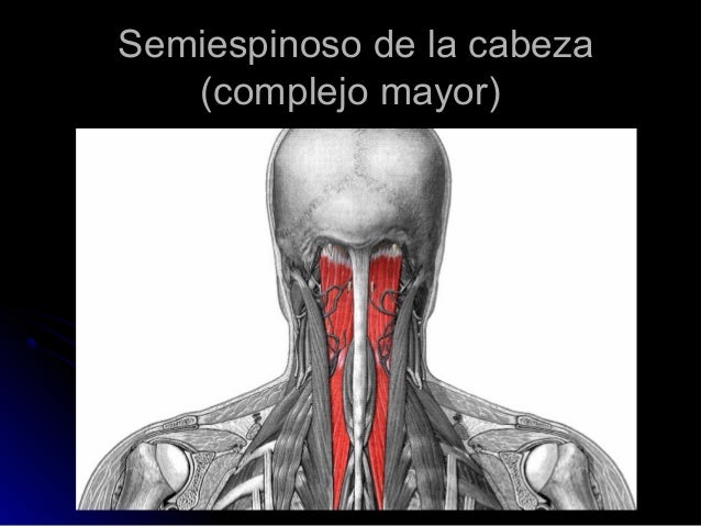 2 músculos del cuello