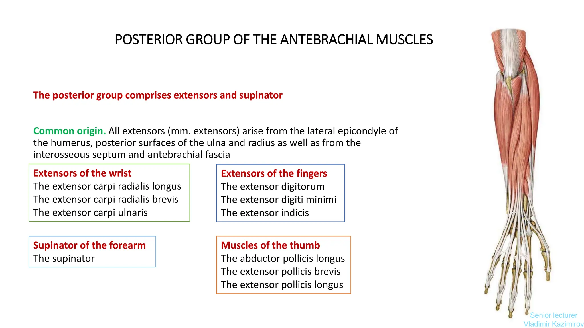 2) Muscles of upper limb .pdf